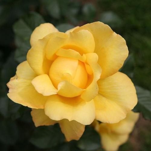 Rose (Rosa 'Mountbatten') in the Roses Database - Garden.org