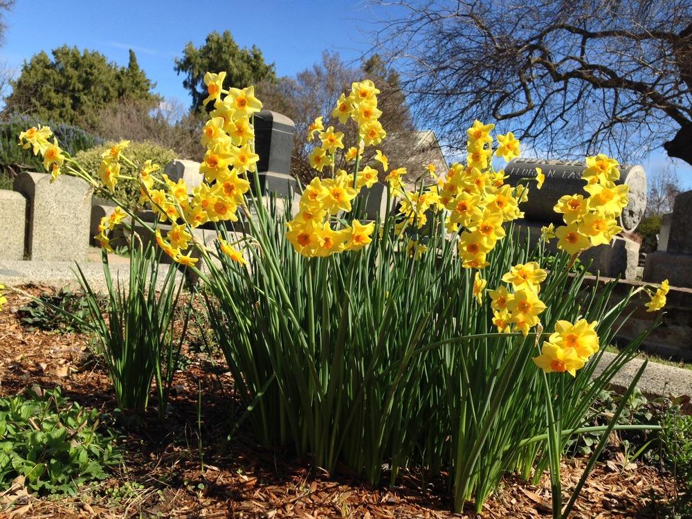 Photo of the entire plant of Tazetta Daffodil (Narcissus 'Falconet ...