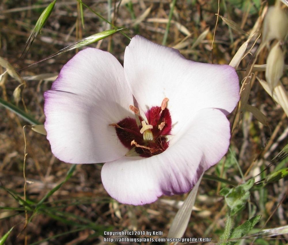 Santa Catalina Mariposa Lily (Calochortus catalinae) - Garden.org