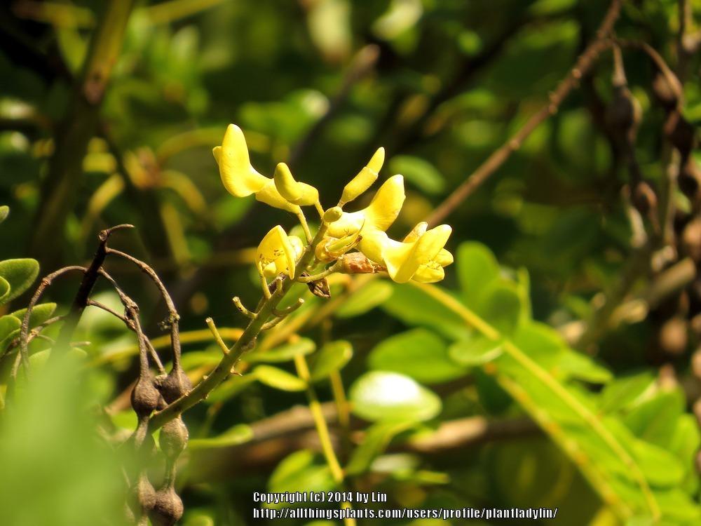 Photo of the bloom of Yellow necklacepod (Sophora tomentosa) posted by ...