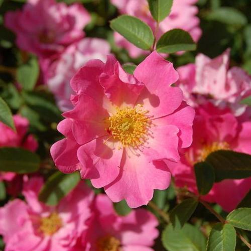 Rose (Rosa 'Astrid Lindgren') in the Roses Database - Garden.org