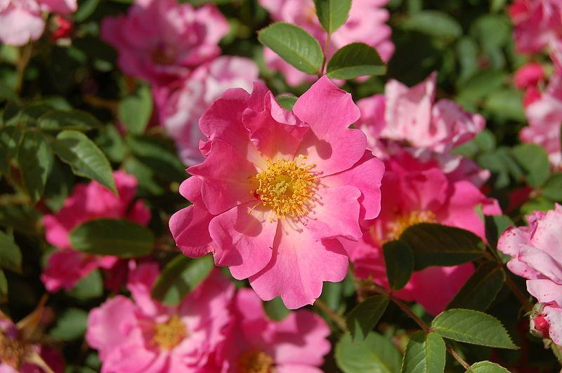 Rose (Rosa 'Astrid Lindgren') in the Roses Database - Garden.org
