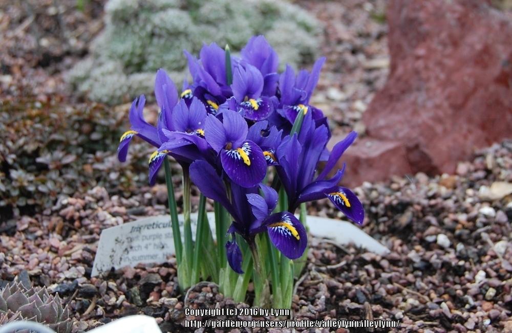 Photo of the entire plant of Reticulated Iris (Iris reticulata 'Pixie (Reticulated)') posted by ...