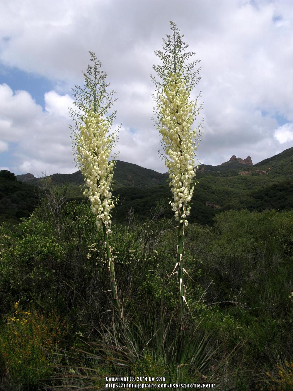 Photo of the bloom of Chaparral Yucca (Hesperoyucca whipplei) posted by ...