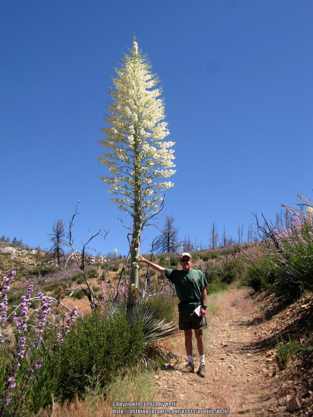 Photo of the entire plant of Chaparral Yucca (Hesperoyucca whipplei ...