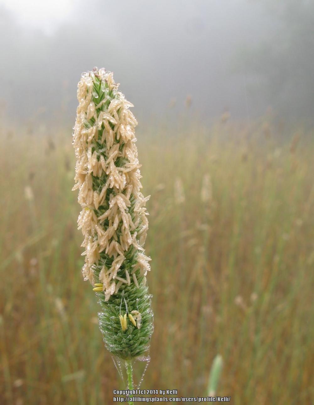 Bulbous Canary Grass (Phalaris aquatica) - Garden.org