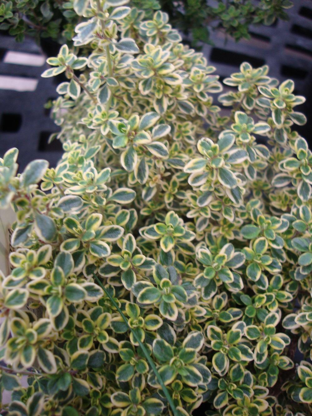 Photo of the entire plant of Lemon Thyme (Thymus x citriodorus) posted ...