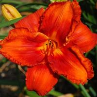 Photo of the bloom of Daylily (Hemerocallis 'Sun Scream') posted by ...