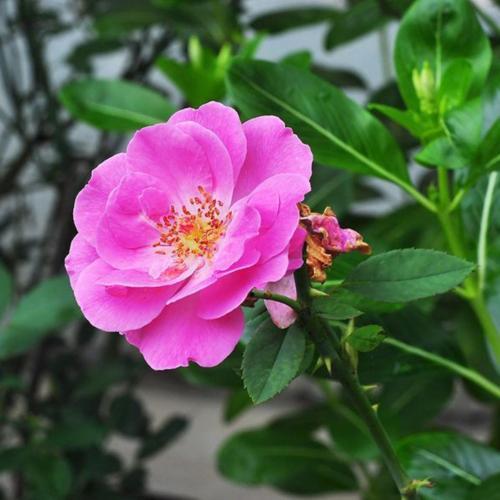 Rose (Rosa indica) in the Roses Database - Garden.org