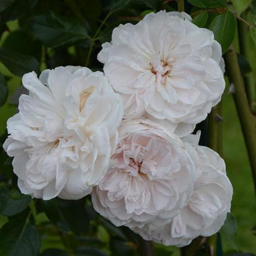 Rose (Rosa 'Sabrina') in the Roses Database - Garden.org