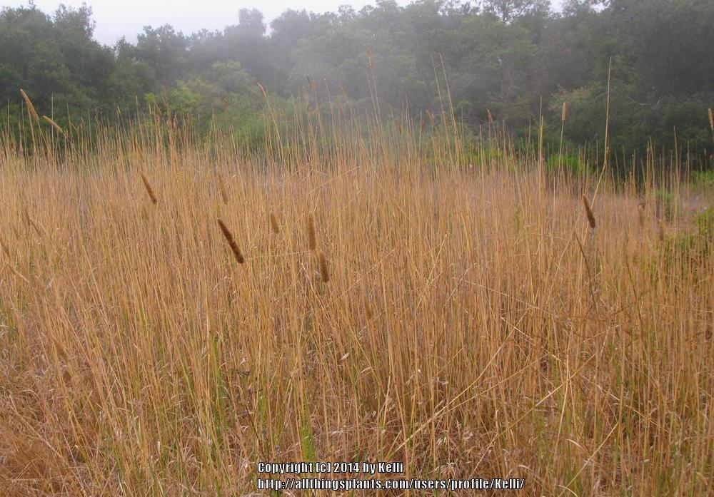Photo of the habitat view of Bulbous Canary Grass (Phalaris aquatica ...