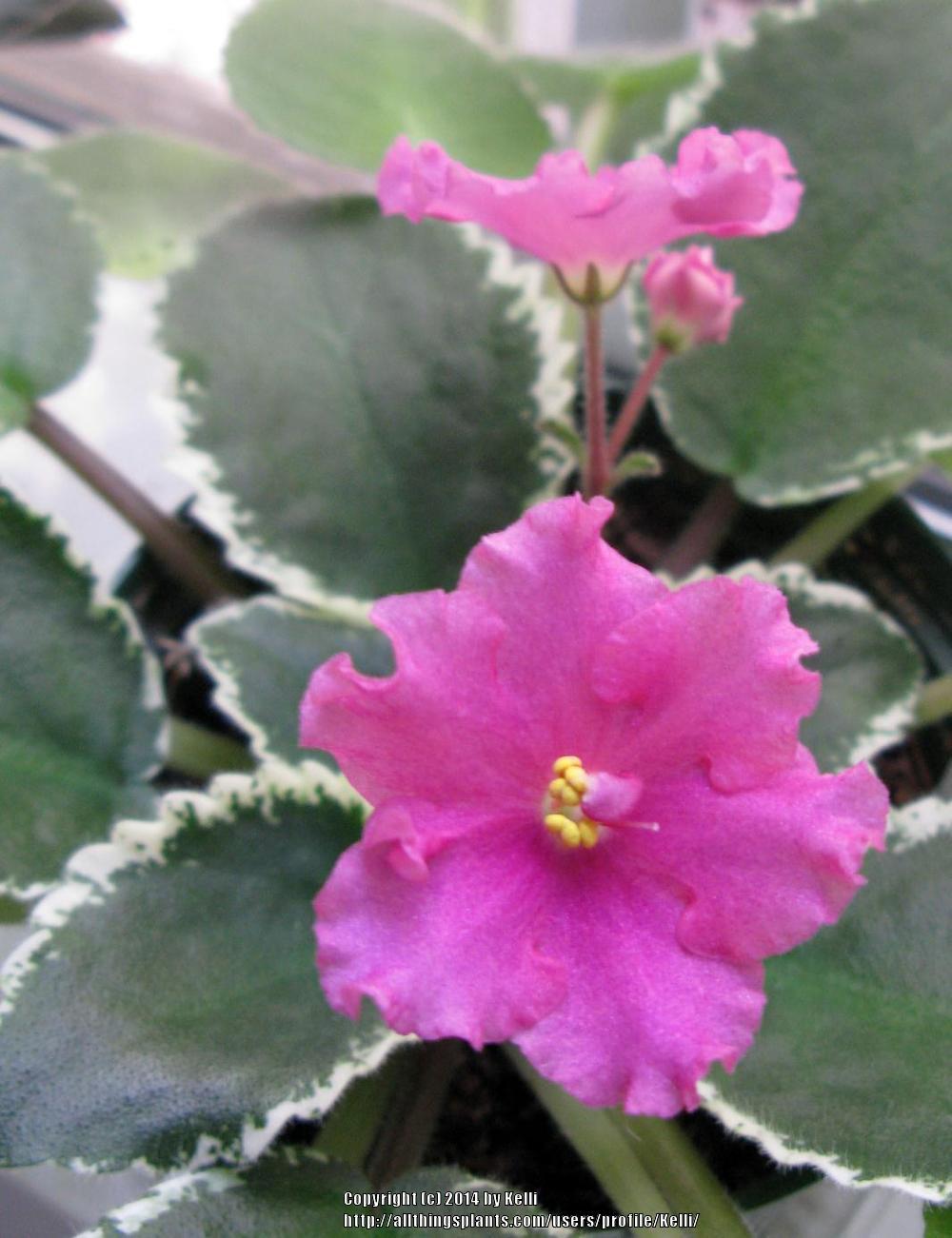 African Violet (Streptocarpus 'Ma's Watermelon') in the Cape Primroses ...
