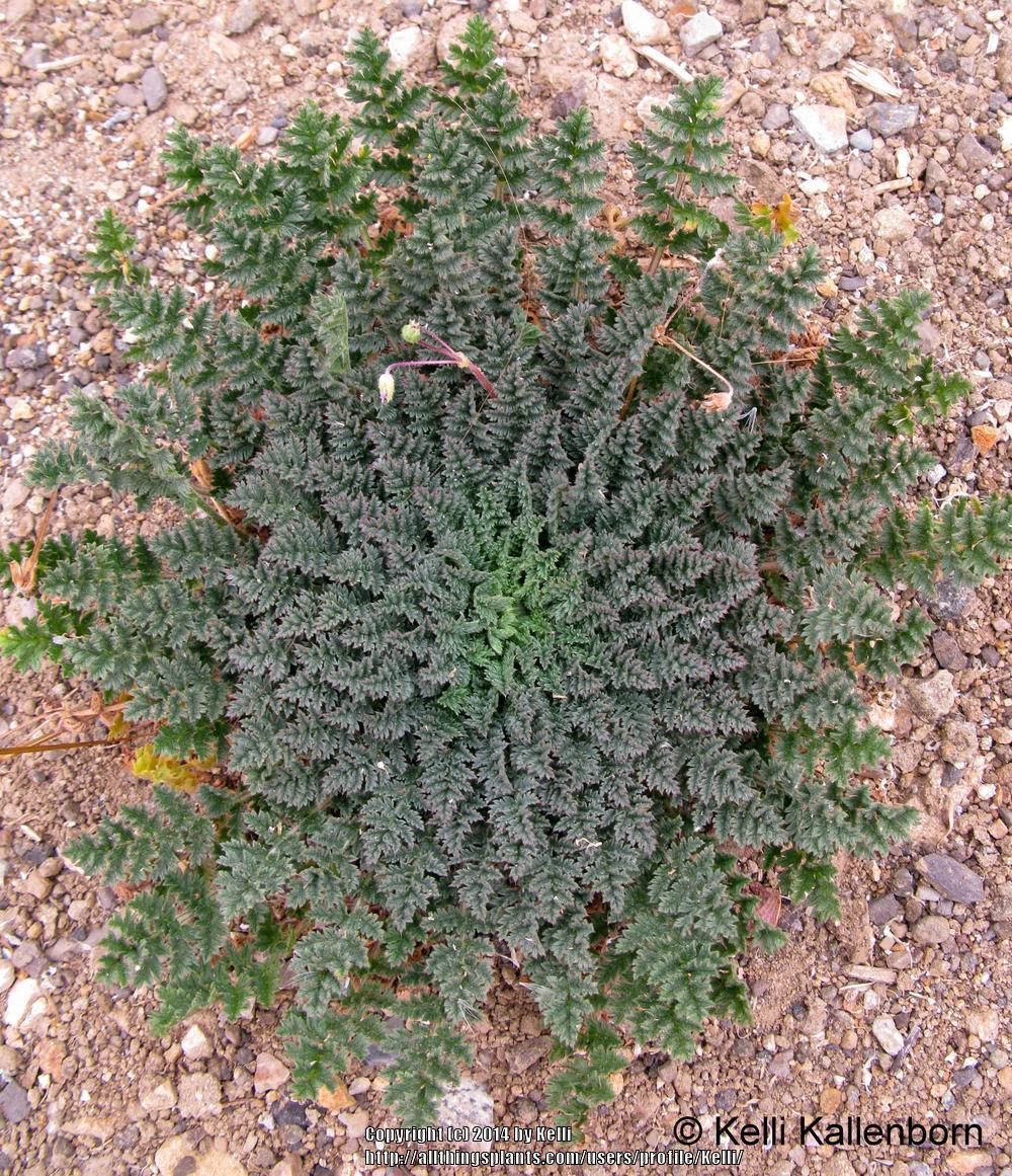 Photo of the entire plant of Red-Stemmed Filaree (Erodium cicutarium ...