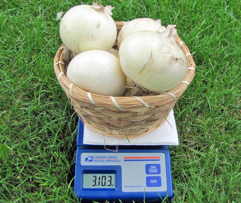 Onion (Allium cepa 'Sterling') in the Onions Database - Garden.org