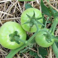 Tomato (Solanum lycopersicum 'Supersonic') in the Tomatoes Database ...