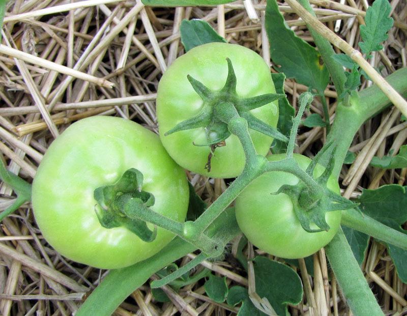 Photo of the fruit of Tomato (Solanum lycopersicum 'Supersonic') posted ...