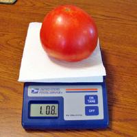 Tomato (Solanum lycopersicum 'Supersonic') in the Tomatoes Database ...