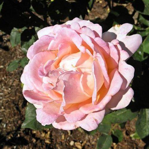 Rose (Rosa 'Confidence') in the Roses Database - Garden.org