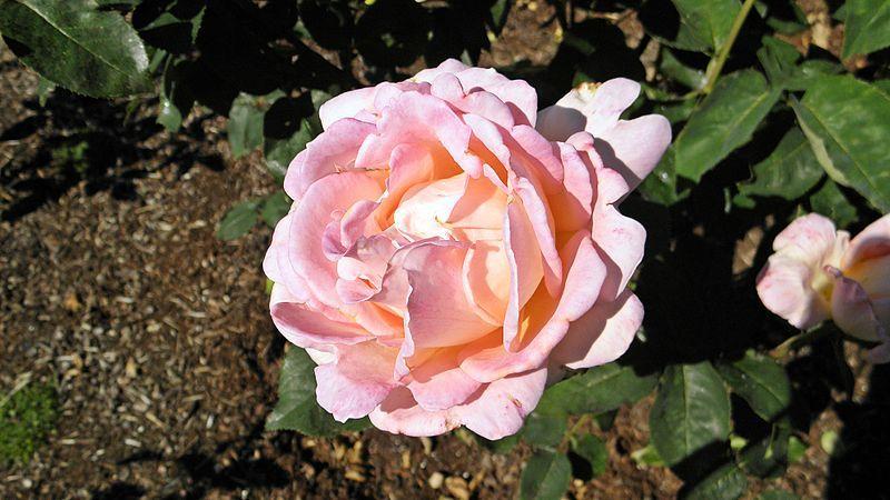 Photo of the bloom of Rose (Rosa 'Confidence') posted by robertduval14 ...