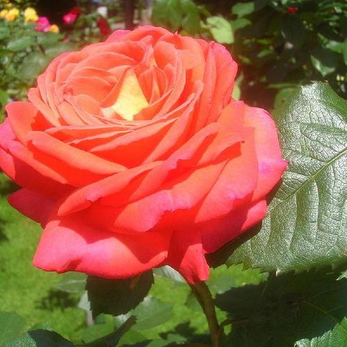 Rose (Rosa 'Colour Wonder') in the Roses Database - Garden.org