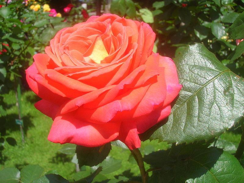 Rose (Rosa 'Colour Wonder') in the Roses Database - Garden.org