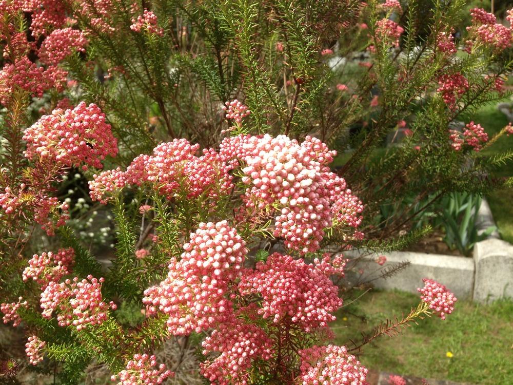 Photo of the bloom of Rice Flower (Ozothamnus diosmifolius) posted by ...