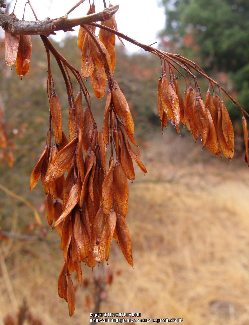 California Ash (Fraxinus dipetala) - Garden.org