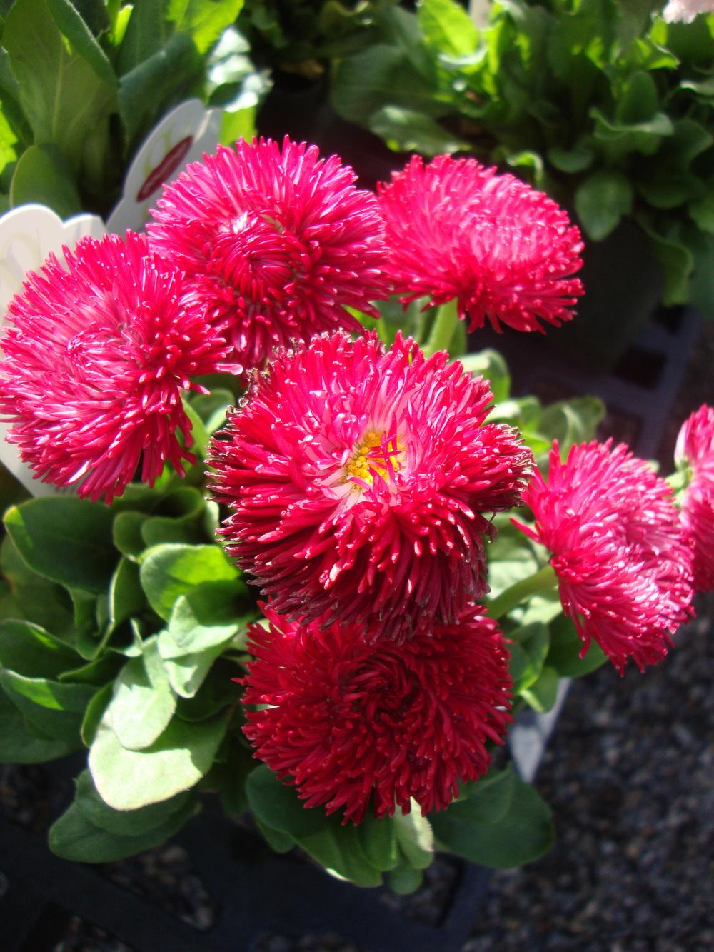 Photo of the bloom of English Daisy (Bellis perennis 'Roggli Red ...
