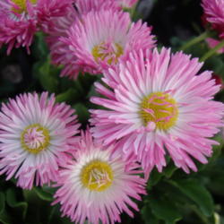 Photo of the bloom of English Daisy (Bellis perennis 'Robella') posted ...