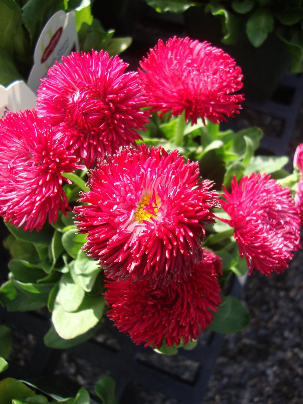 Photo of the bloom of English Daisy (Bellis perennis 'Roggli Red ...