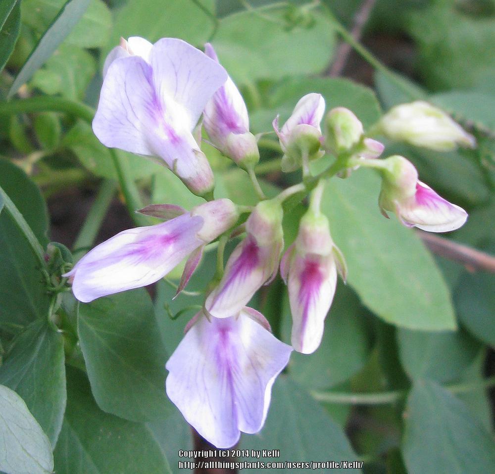 Photo of the bloom of Pacific Pea (Lathyrus vestitus) posted by Kelli ...