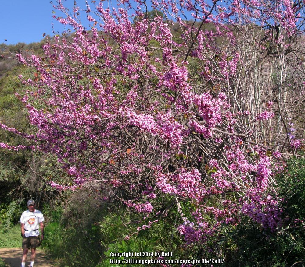 Western Redbud (Cercis occidentalis) - Garden.org