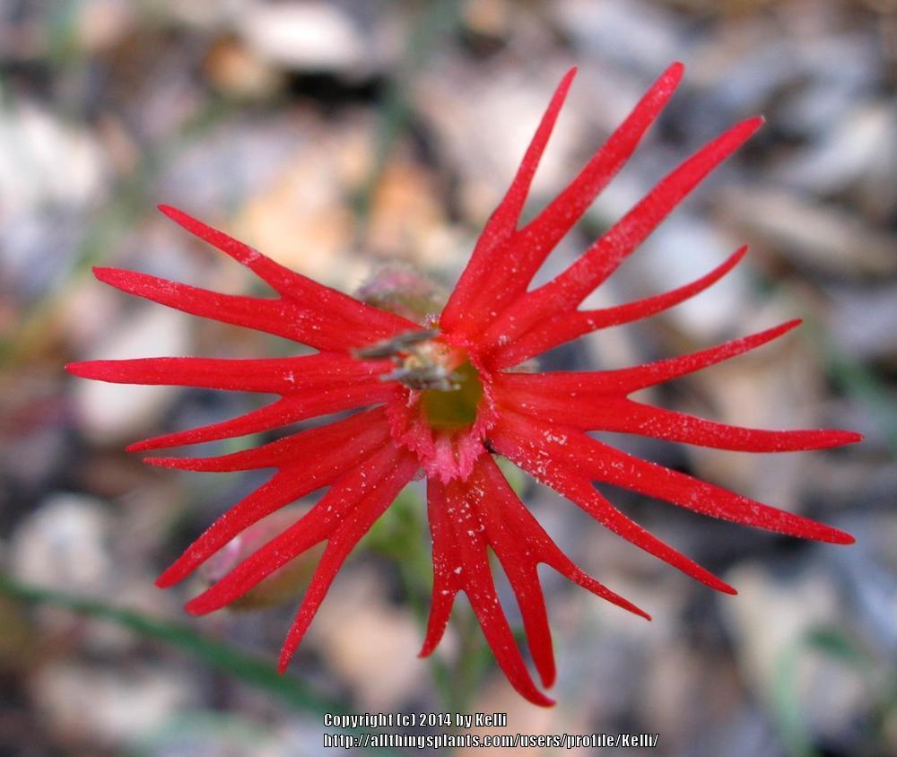 Cardinal Catchfly (Silene laciniata) - Garden.org