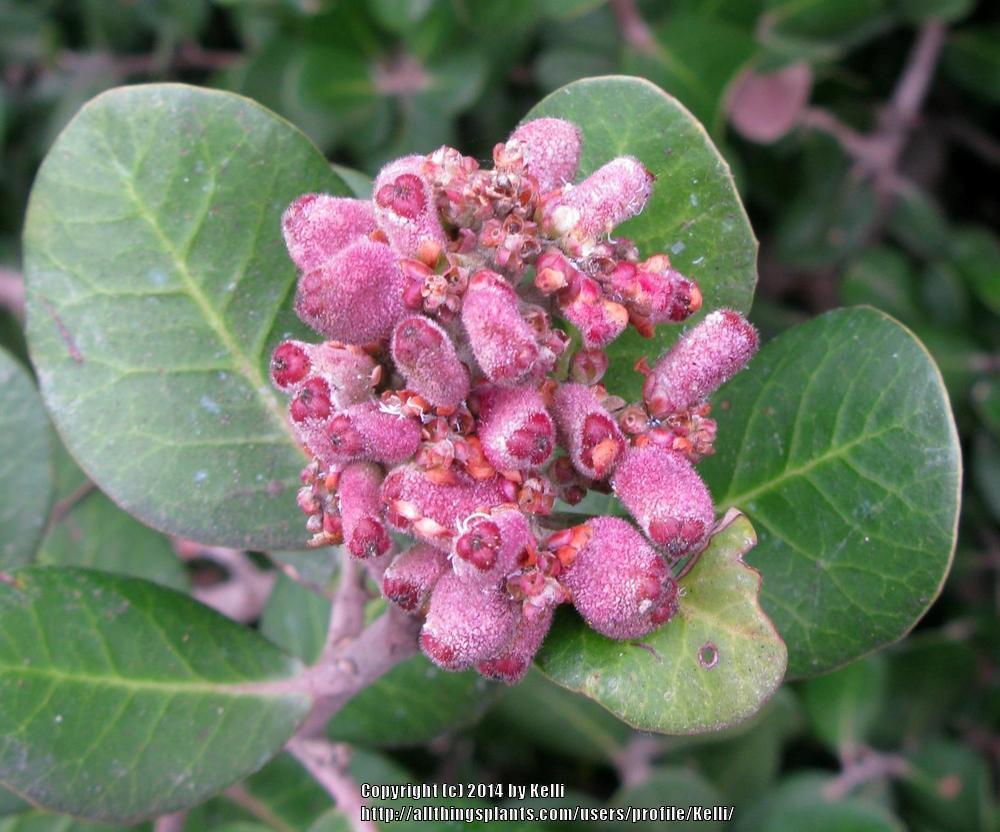 Photo of the fruit of Lemonade Berry (Rhus integrifolia) posted by ...