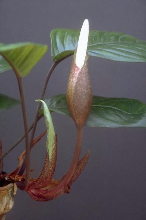 Bognera recondita - Garden.org