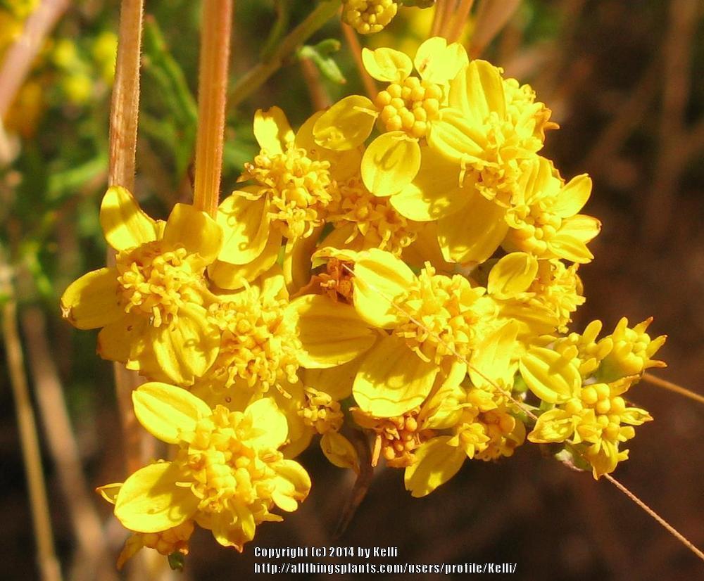 Golden Yarrow (Eriophyllum confertiflorum) - Garden.org