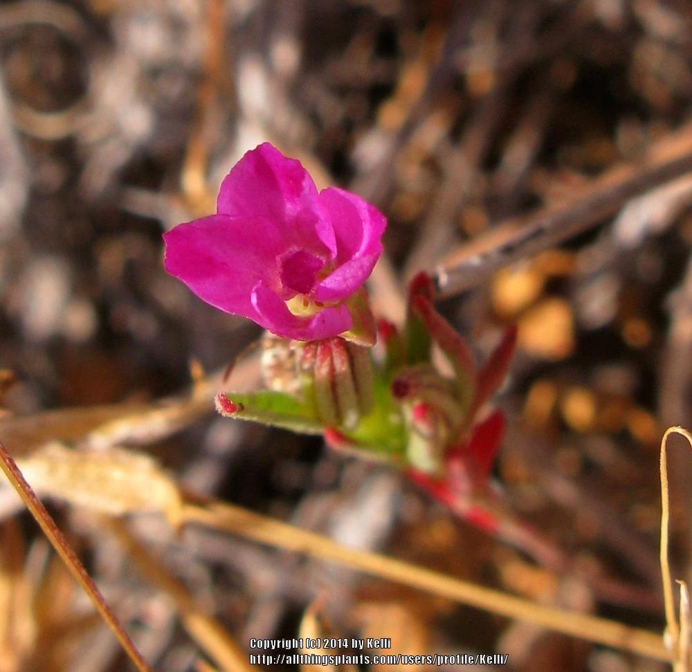 Purple Clarkia (Clarkia purpurea) - Garden.org