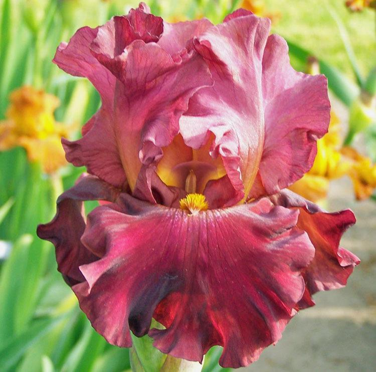 Photo of the bloom of Tall Bearded Iris (Iris 'Rip City') posted by ...