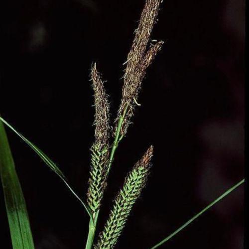 Lesser Pond Sedge (Carex acutiformis) in the Sedges Database - Garden.org