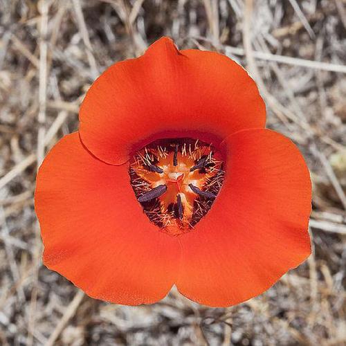 Kennedy's Mariposa (Calochortus kennedyi) - Garden.org