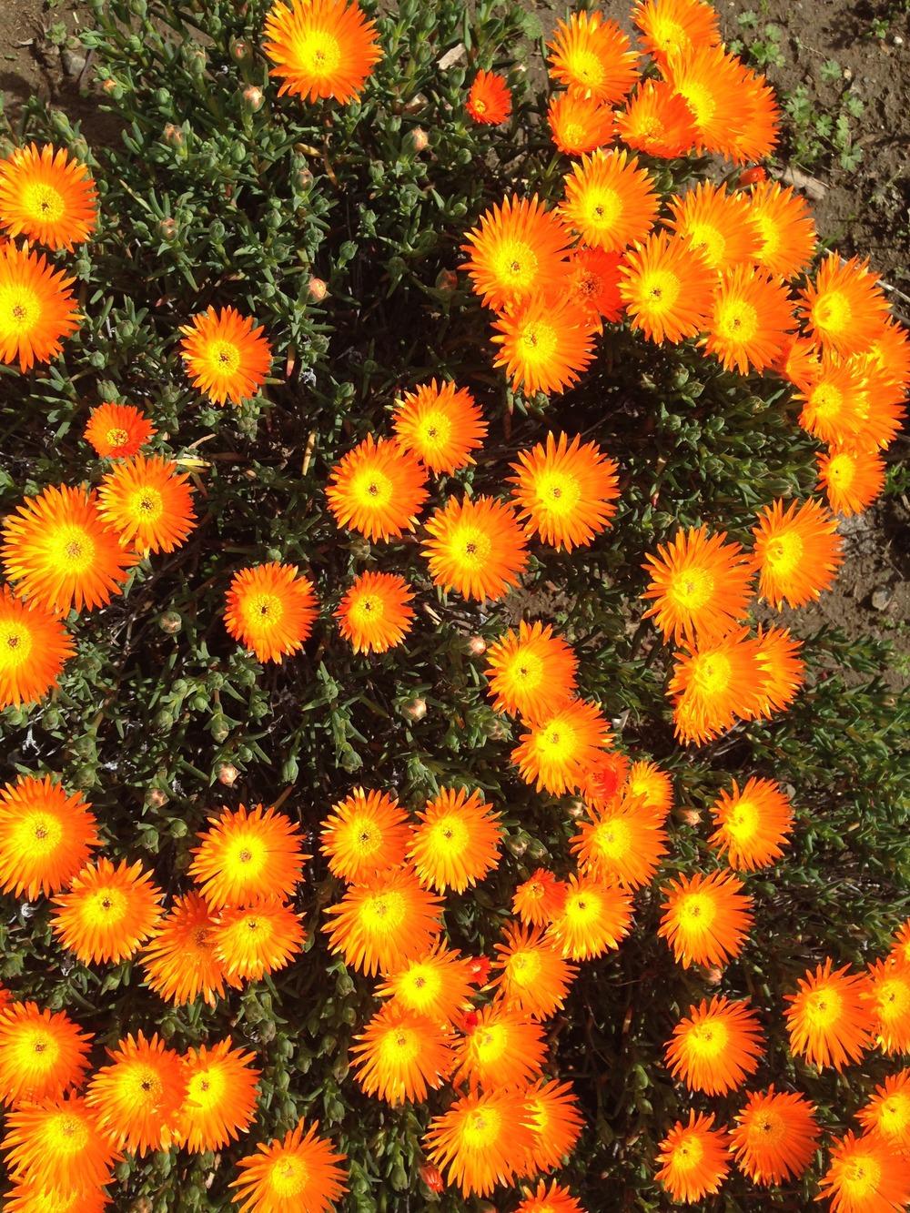 Ice Plant (Lampranthus aureus 'Orange Form') - Garden.org