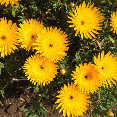 Ice Plant (Lampranthus aureus) - Garden.org