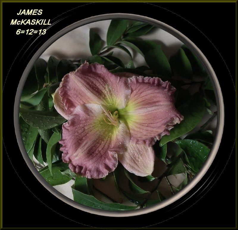 Photo of the bloom of Daylily (Hemerocallis 'James McCaskill') posted ...