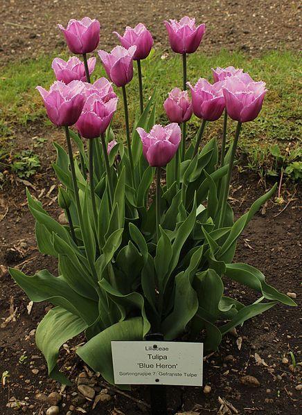 Photo of the entire plant of Fringed Tulip (Tulipa 'Blue Heron') posted ...