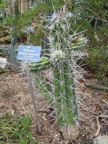 Photo of the entire plant of Toothpick Cactus (Stetsonia coryne) posted ...