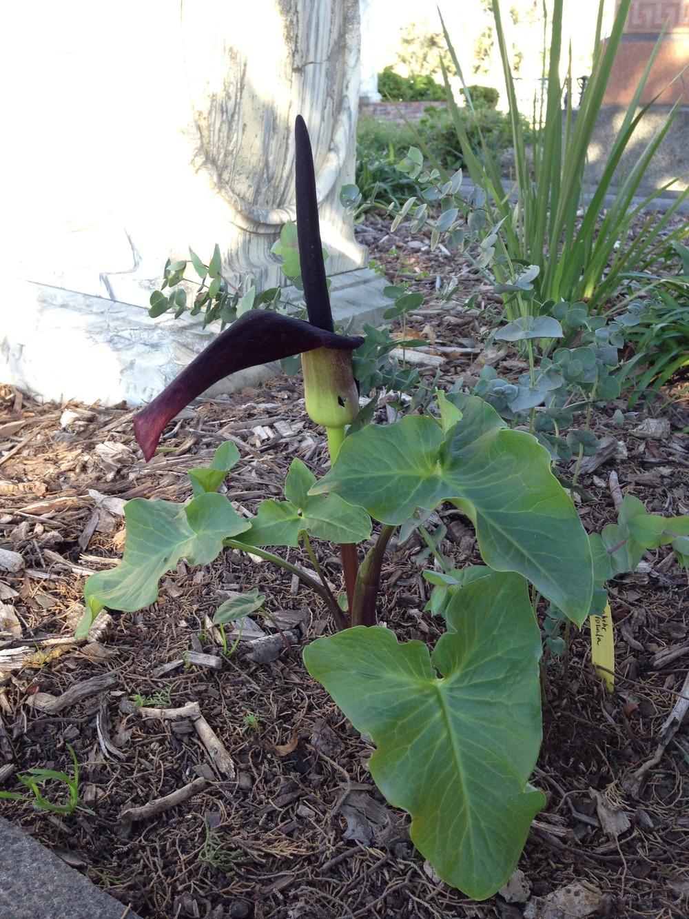 Arums: Plant Care and Collection of Varieties - Garden.org