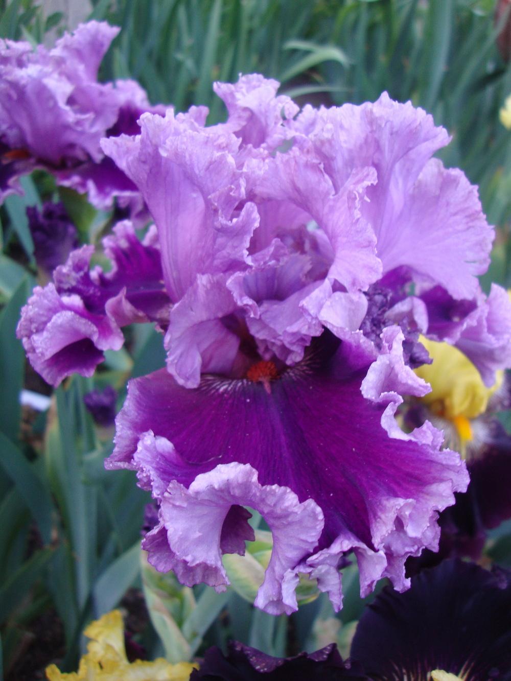 Photo of the bloom of Tall Bearded Iris (Iris 'Another Woman') posted ...