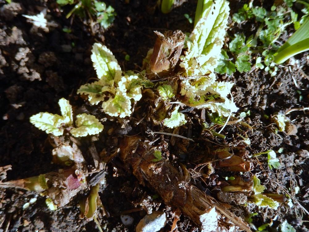 Photo of the emerging growth of Variegated Water Figwort (Scrophularia ...