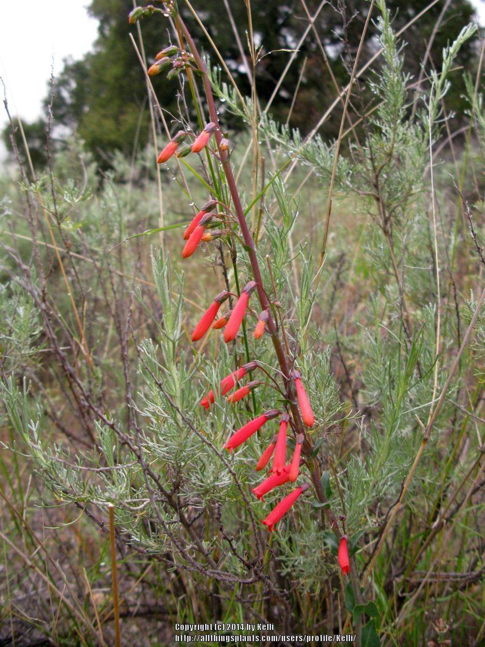 Scarlet Bugler (Penstemon centranthifolius) in the Penstemons Database ...
