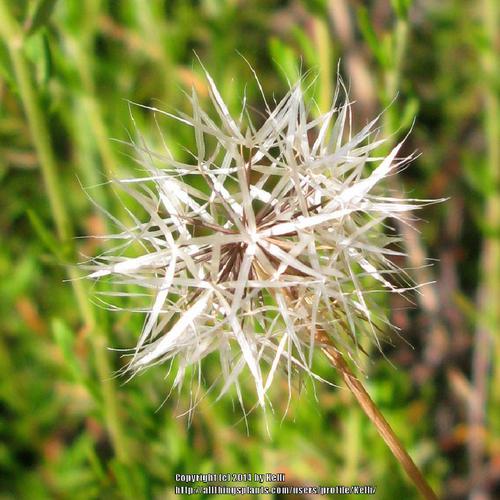Silver Puffs (Uropappus lindleyi) - Garden.org